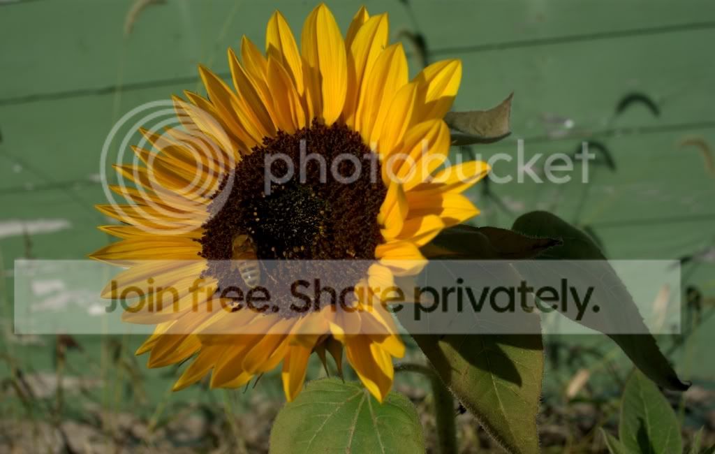 October sunflower - PentaxForums.com